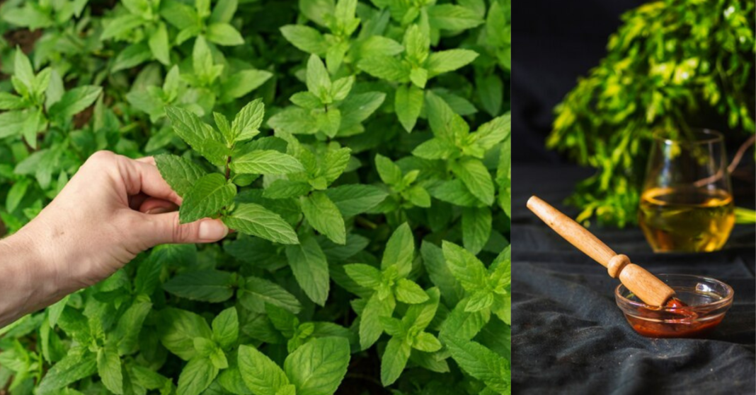 Tulsi Plant: Types, Benefits, Tips, and Religious Significance